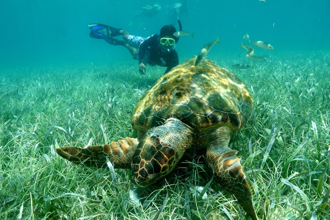 Pompion Caye - Inky's Belize
